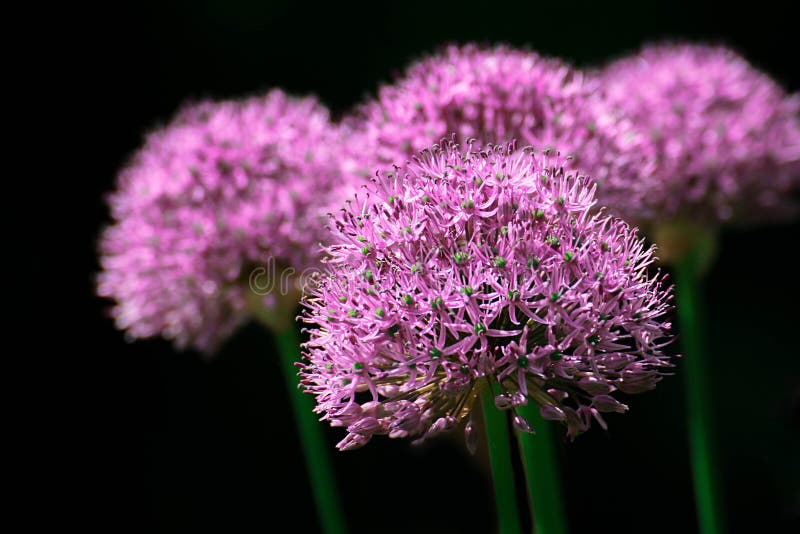 Pink flowers in bloom stock image. Image of beauty, group - 82963763