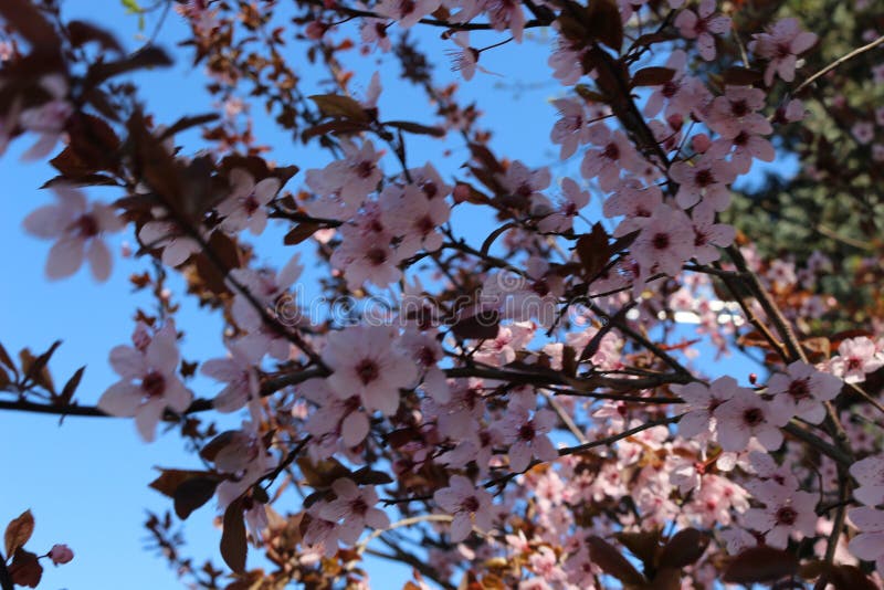 Pink Flowers Bloomed on a Tree in Spring Stock Photo - Image of leaves ...