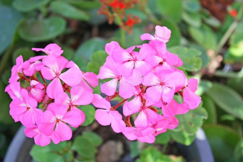 275 Pink Plumbago Stock Photos - Free & Royalty-Free Stock Photos from ...