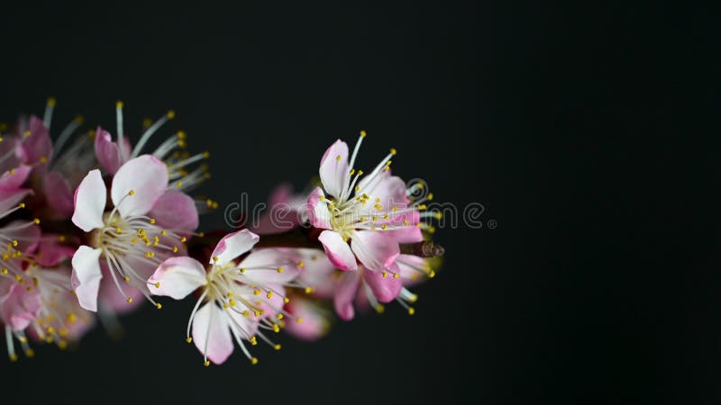 Timelapse Pink Flowers Blooming on Branch Stock Footage - Video of ...