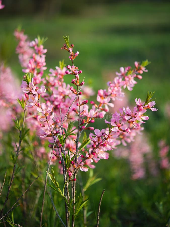 Pink flowers blooming stock image. Image of decoration - 32397559