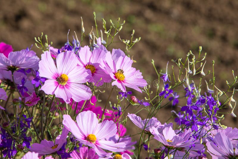 Pink Flowers Blooming Outside Stock Image - Image of outdoors, plant ...