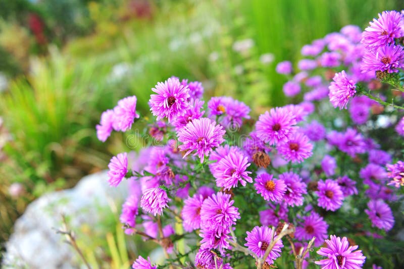 Pink Flowers Blooming in Spring Stock Image - Image of bloom, beautiful ...