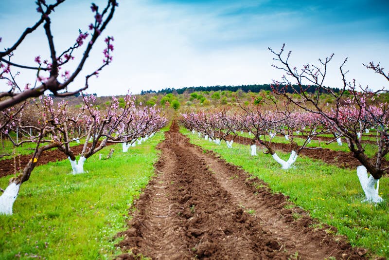 Pink Flowers Blooming Peach Tree at Spring. Spring Blooming, Abstract ...