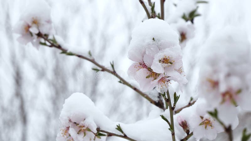 Pink Flowers Blooming Peach Tree at Spring with Snow Stock Photo ...