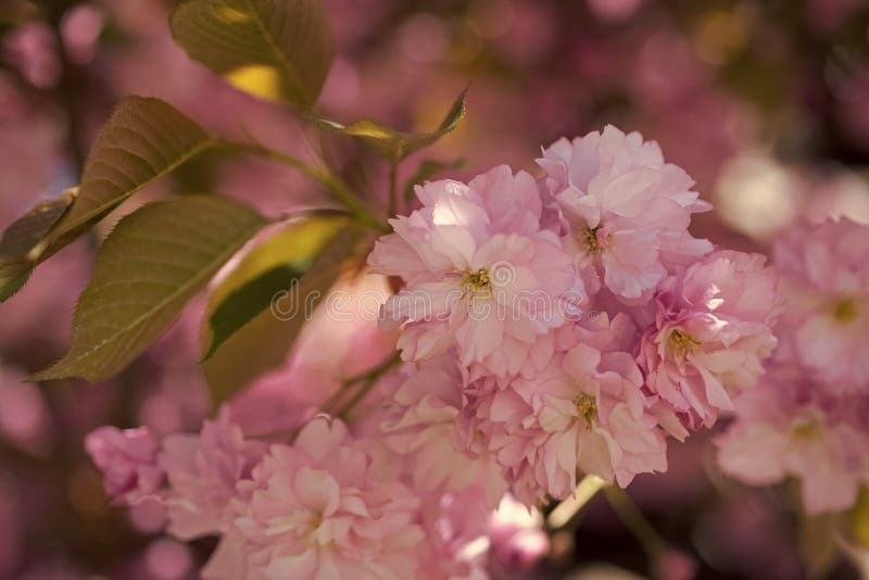 Pink Flowers of Blooming Sakura Tree in Spring. Season Flowers Stock ...
