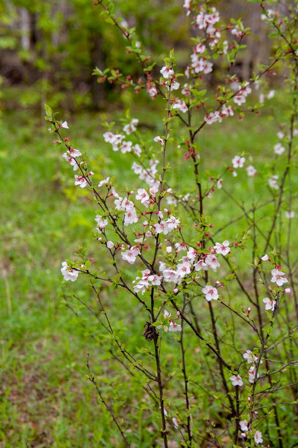 Pink Flowers of the Blooming Shrub of the Far Eastern Cherry in Spring ...