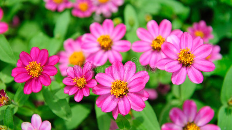 Pink Flowers Blooming in Spring Stock Image - Image of bloom, beautiful ...