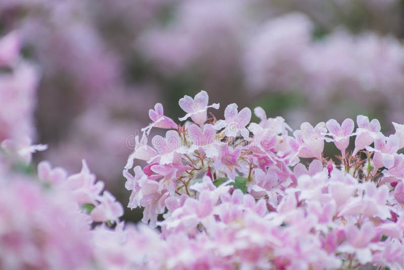Pink Flowers. Blooming Spring Flowers Stock Photo - Image of spring ...