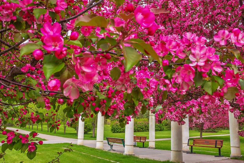 Pink Flowers Blooming in a Spring Park Stock Photo - Image of path ...