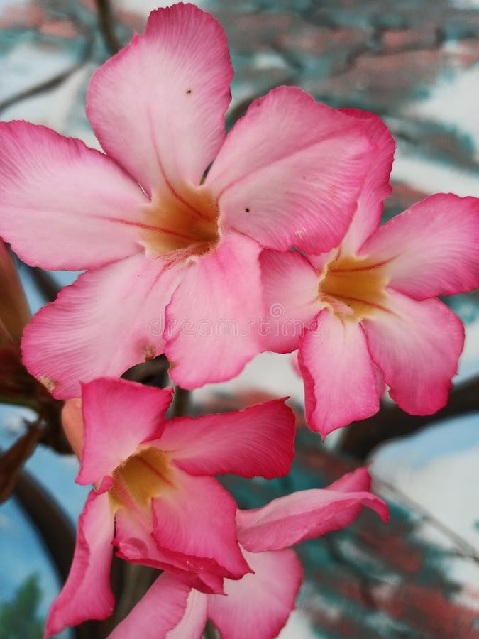 Pink Flowers are Blooming Together Stock Image - Image of branch, plant ...