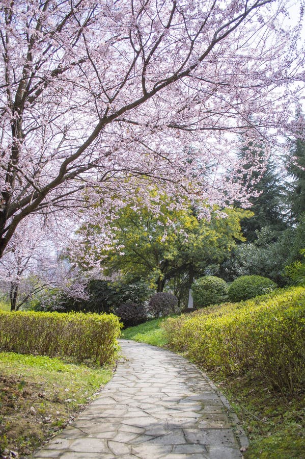 Pink flowers Blossom Path stock photo. Image of garden - 113353038
