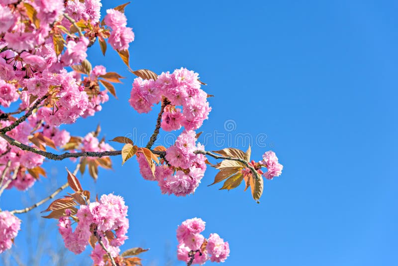 Pink Flowers of Blossoming Cherry Tree on Clear Blue Sky Background ...