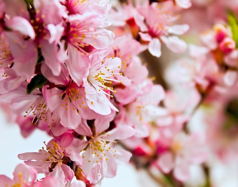 Pink Flowers Blossoming Tree Stock Image - Image of flower, macro: 24517035 Pink Flowers Blossoming Tree Stock Image - Image of flower, macro: 24517035