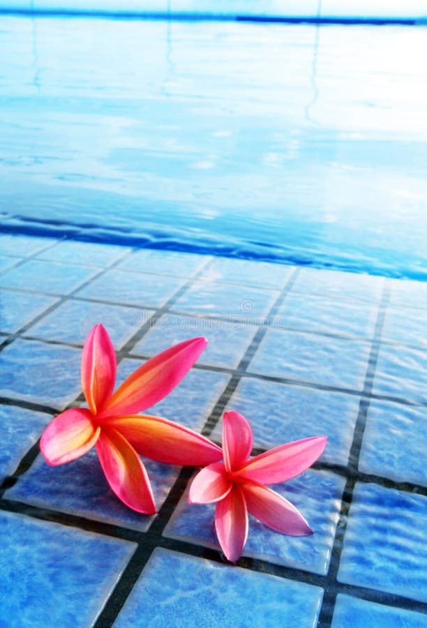 Pink Flowers by Blue Pool, Tropical Resort Hotel Stock Image - Image of ...