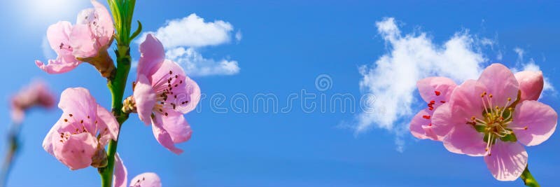 Pink Flowers and Blue Sky in Spring Stock Image - Image of green ...