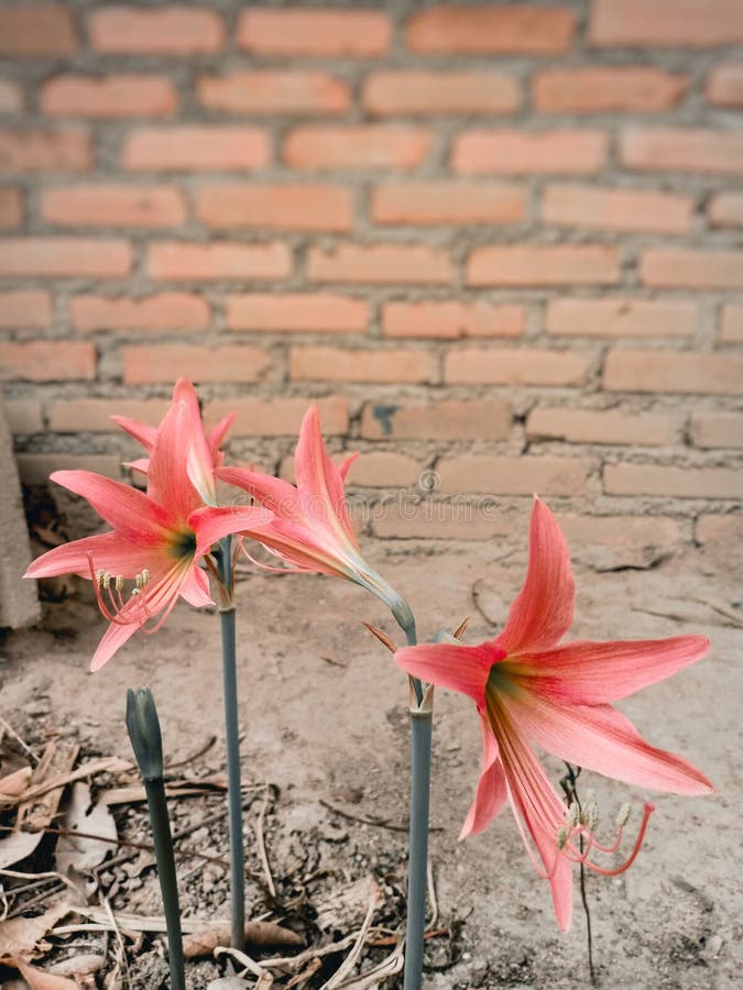 Pink Flowers with Blurred Brick Wall Background Stock Image - Image of ...