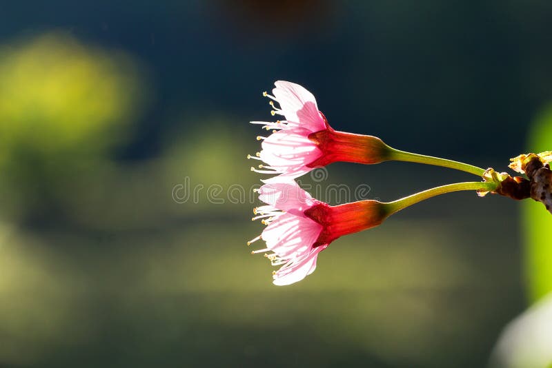 899 Dim Flowers Stock Photos - Free & Royalty-Free Stock Photos from ...