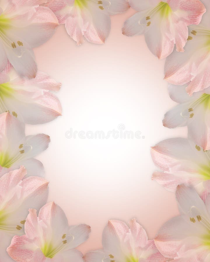 Pink Asian Lilies Floral Border Stock Illustration - Illustration of ...