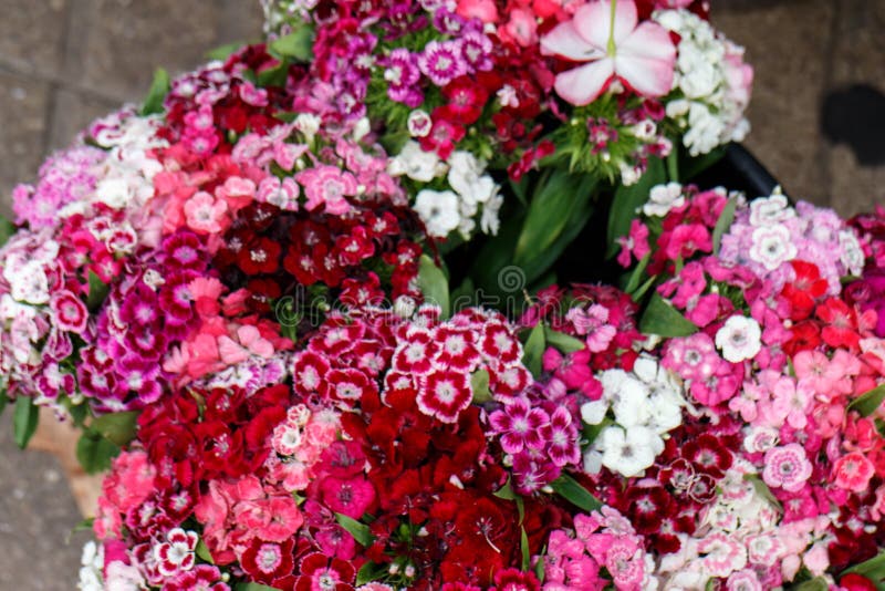 Pink flowers on a bouquet stock photo. Image of outside - 56779334