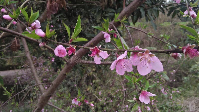 Pink flowers on the branch stock photo. Image of pink - 170847362