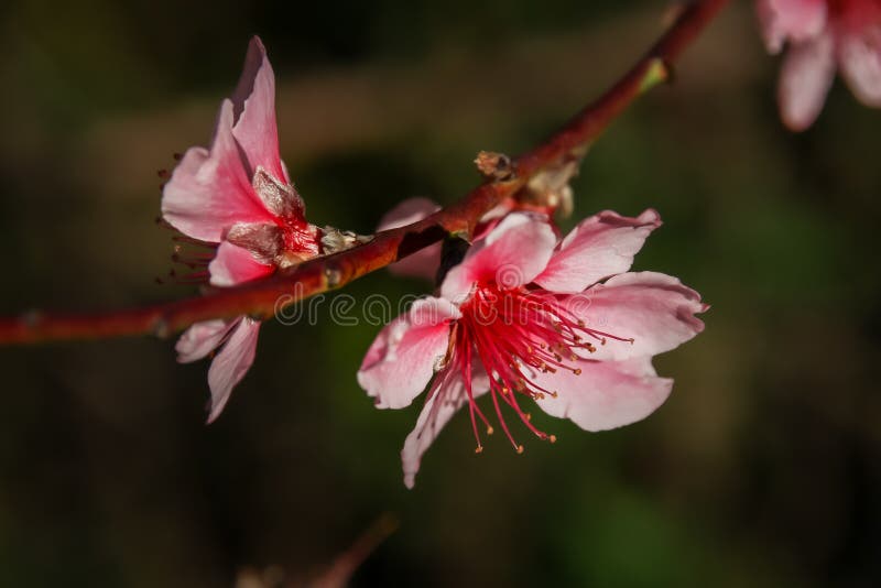 Pink Flowers on a Branch of a Blooming Tree in a Natural Environment ...