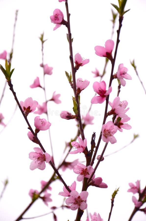 Pink flowers on a branch stock image. Image of oriental - 71705787