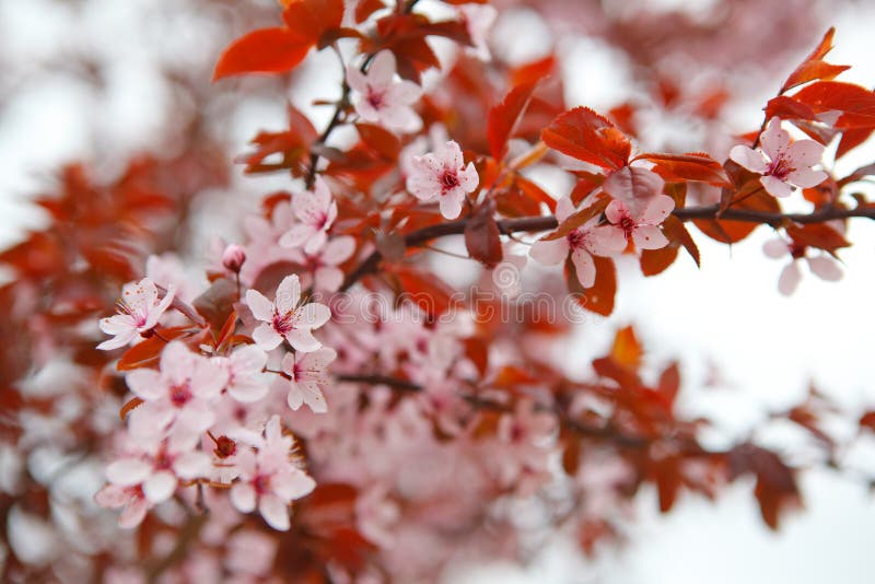 Pink flowers on a branch stock image. Image of water - 55430603