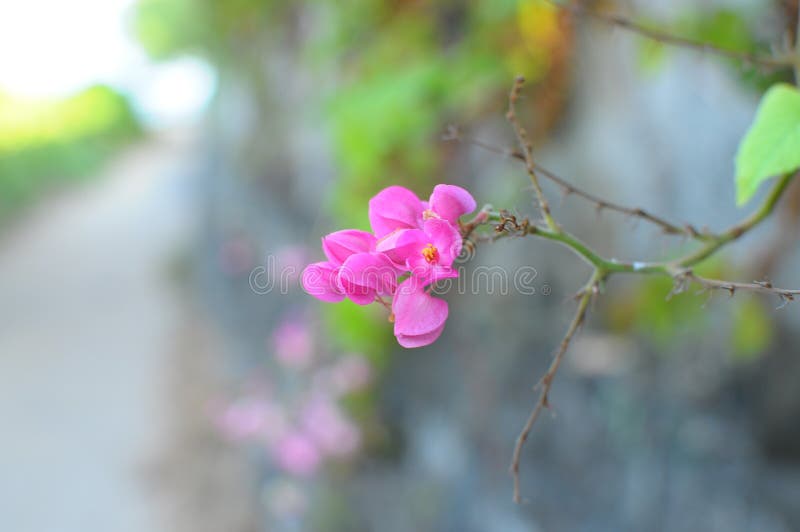 Pink Flowers on a Branch. Spring Background or Summer Backgrounds Stock ...