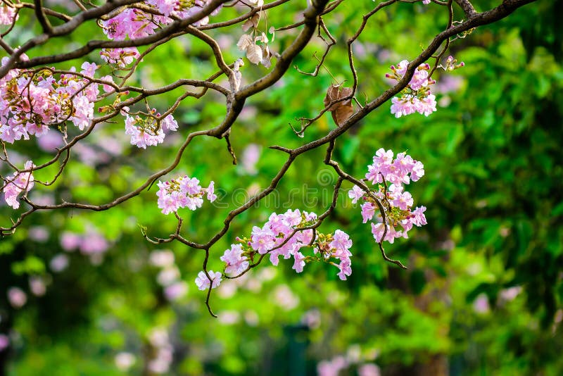Pink flowers stock image. Image of petal, branch, color - 142055313