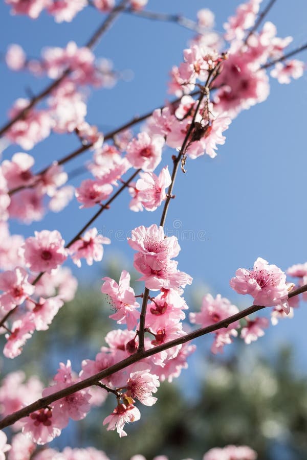 Pink Flowers on the Branches of a Cherry Tree in Bloom Stock Photo ...