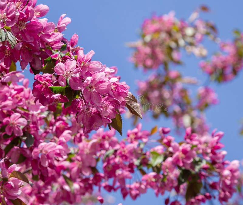 Pink Flowers on the Branches of Fruit Trees Stock Image - Image of ...