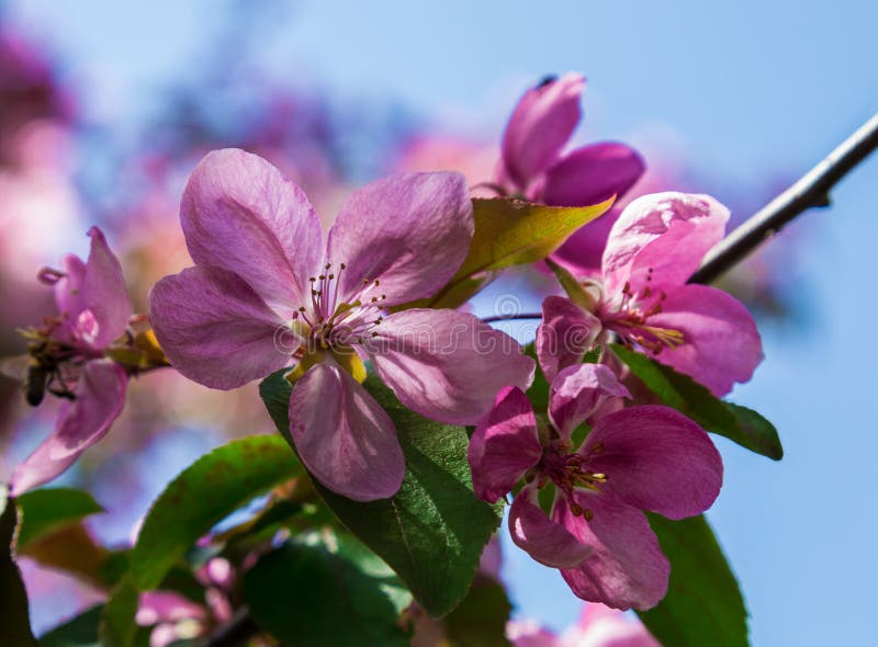 Pink Flowers on the Branches of Fruit Trees Stock Photo - Image of twig ...