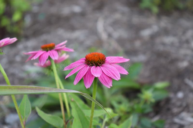 Pink flowers stock photo. Image of bright, flower, field - 120521210
