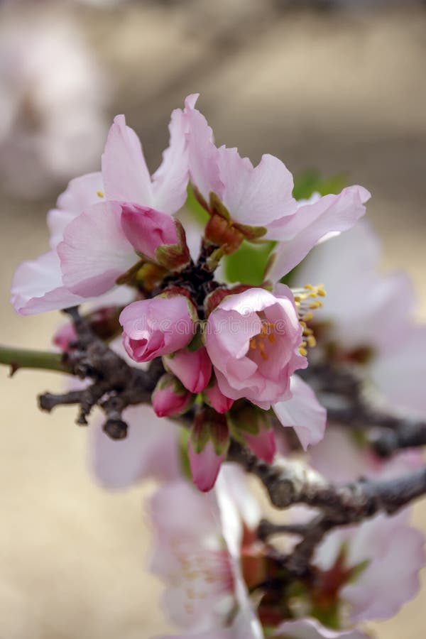 Pink Flowers and Buds of Almond Tree Closeup Stock Photo - Image of ...