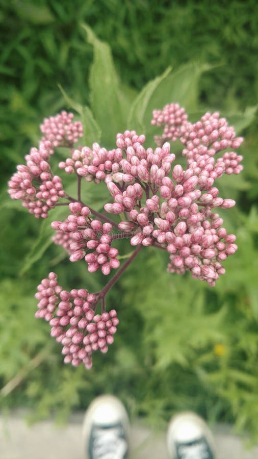 Pink Flowers stock image. Image of trail, flowers, flower - 98496901