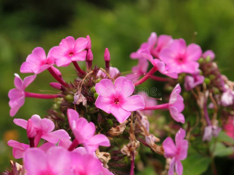 Pink Flowers stock image. Image of nice, bouquet, flowers - 78013601
