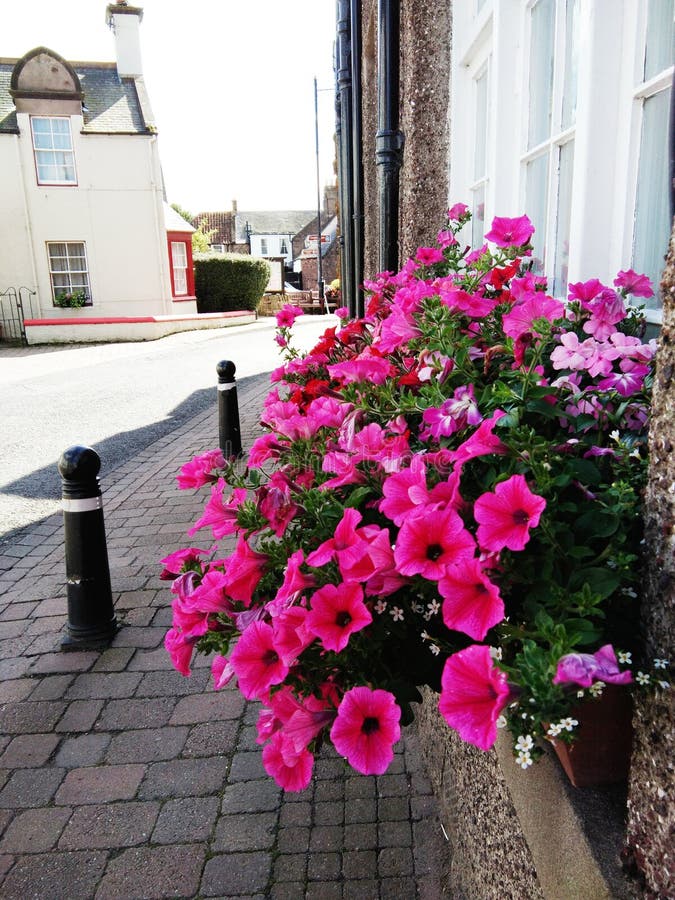 Pink flowers stock image. Image of outdoor, wall, concrete - 99547225
