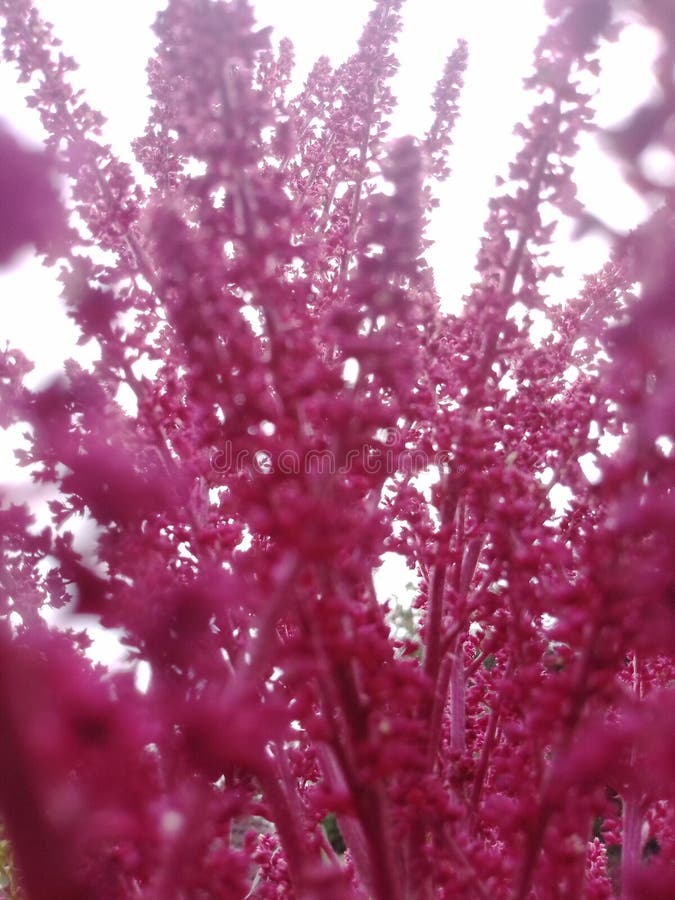 Bayam Merah Stock Photos - Free & Royalty-Free Stock Photos from Dreamstime