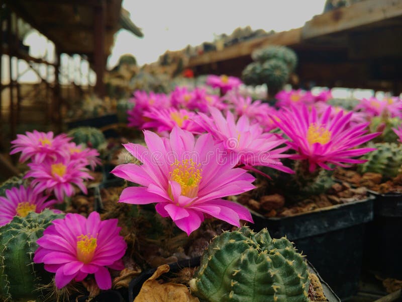 Pink Flowers of cactus stock image. Image of plant, pink - 89044289