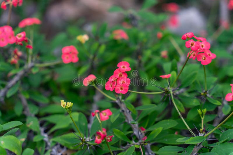 Pink Flowers Called Crown of Thorns Stock Photo - Image of petal ...
