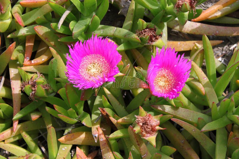 Pink Flowers of Carpobrotus Modestus. Close Up Stock Photo - Image of ...