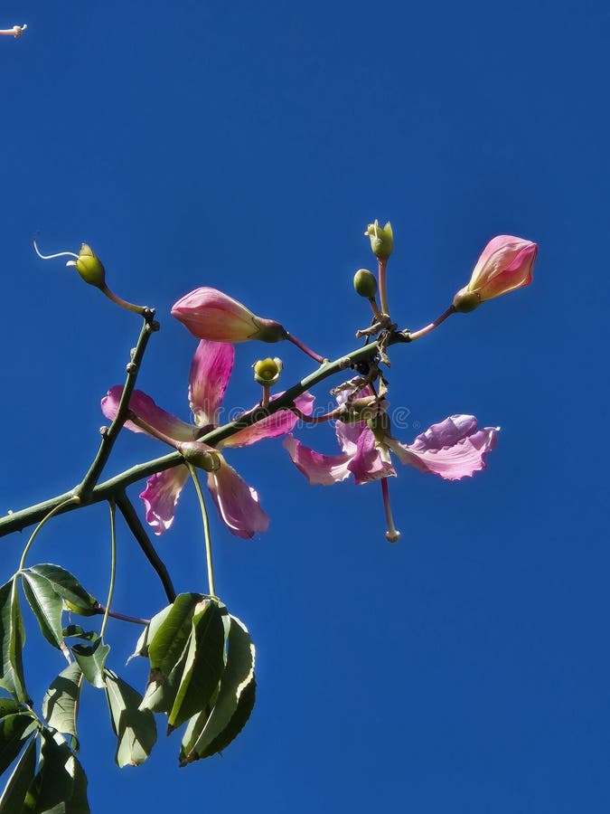 Pink Flowers of a Ceiba Tree Stock Photo - Image of tree, blue: 373485058