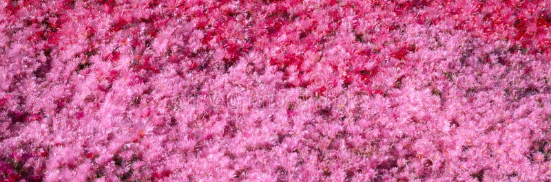 Pink Flowers, Channel Islands, California Stock Photo - Image of botany ...