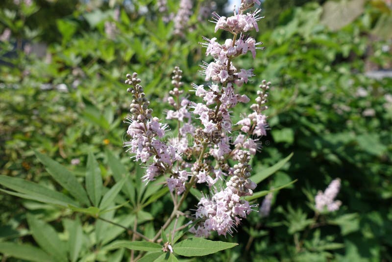 Pink Flowers of Chaste Tree in July Stock Image - Image of medicinal ...