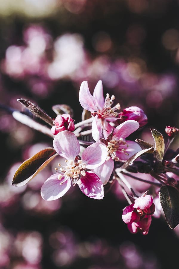 Pink Flowers in a Cherry Tree with Sunny Light Stock Image - Image of ...