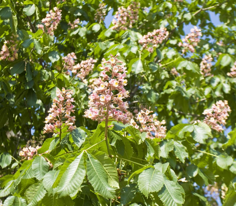 Pink chestnut tree flowers stock image. Image of plant - 42197131