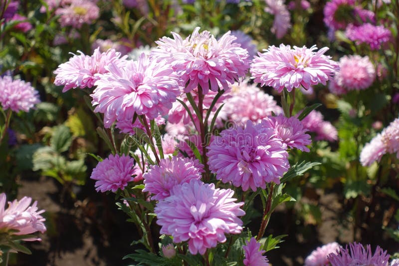 Pink Flowers of China Aster in September Stock Image - Image of flower ...