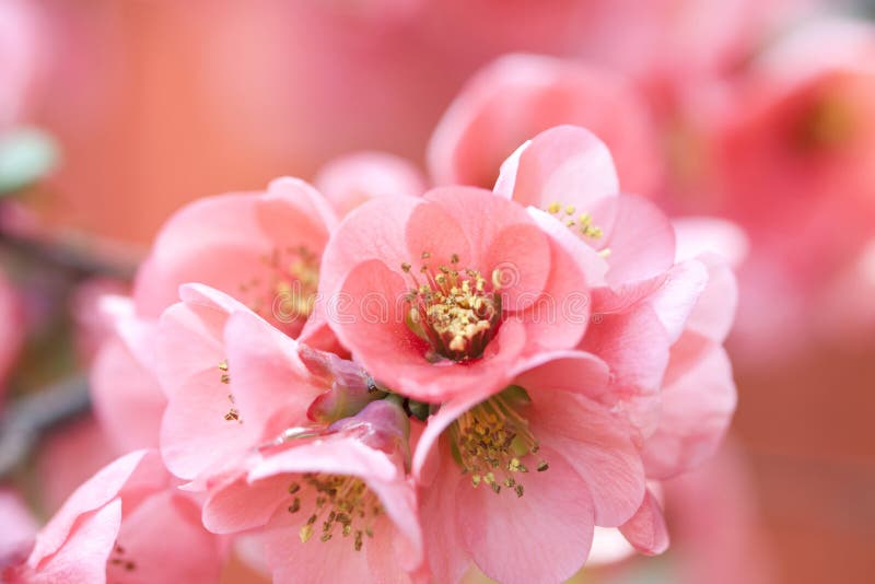 Pink flowers stock image. Image of macro, botanical, easter - 40246249