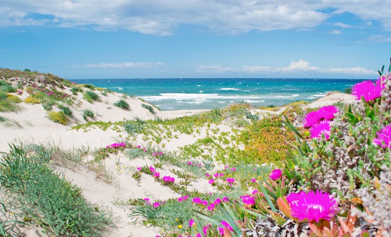 Pink flowers and clouds stock photo. Image of outdoor - 38645946